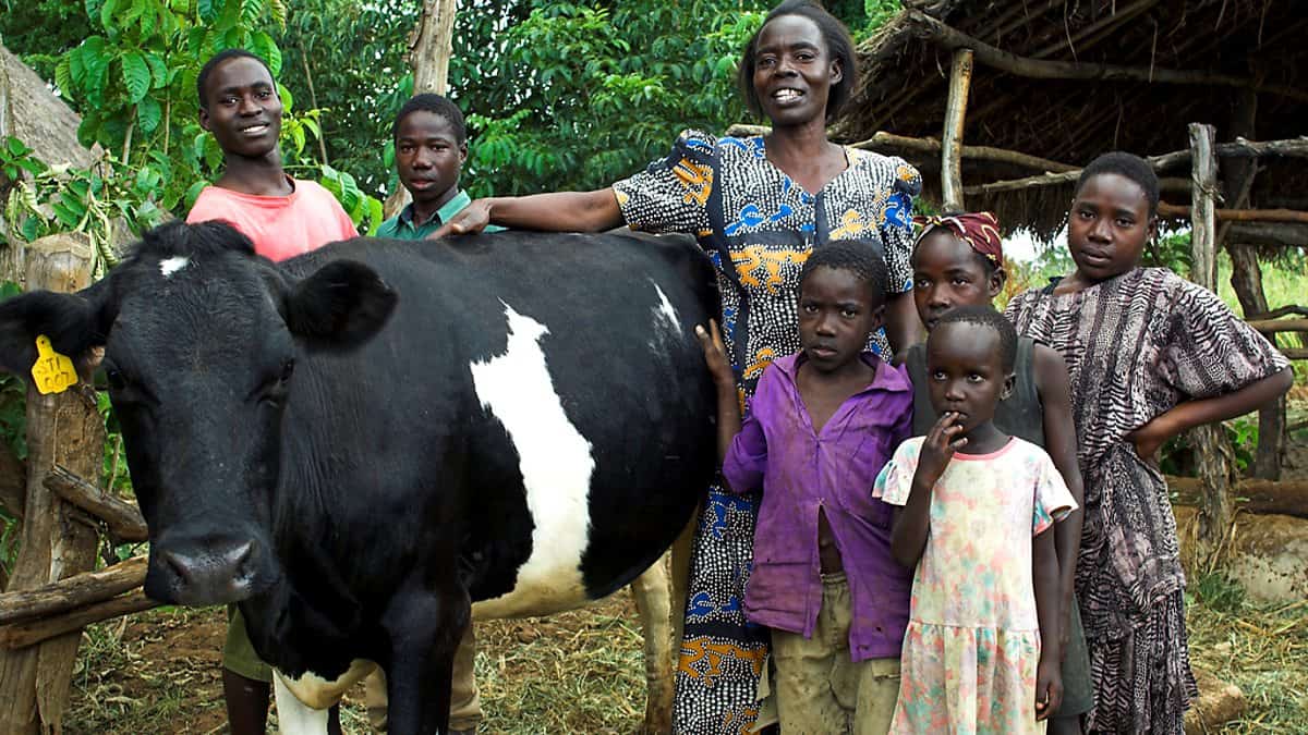 Give back this Christmas with Send a Cow - Greenhouse Communications