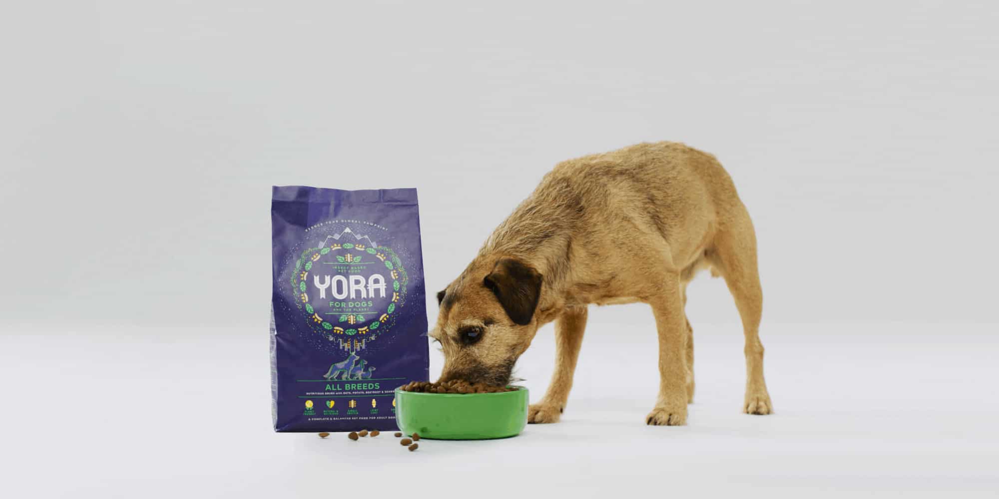 Top 5 ways to help your pet go green in 2019